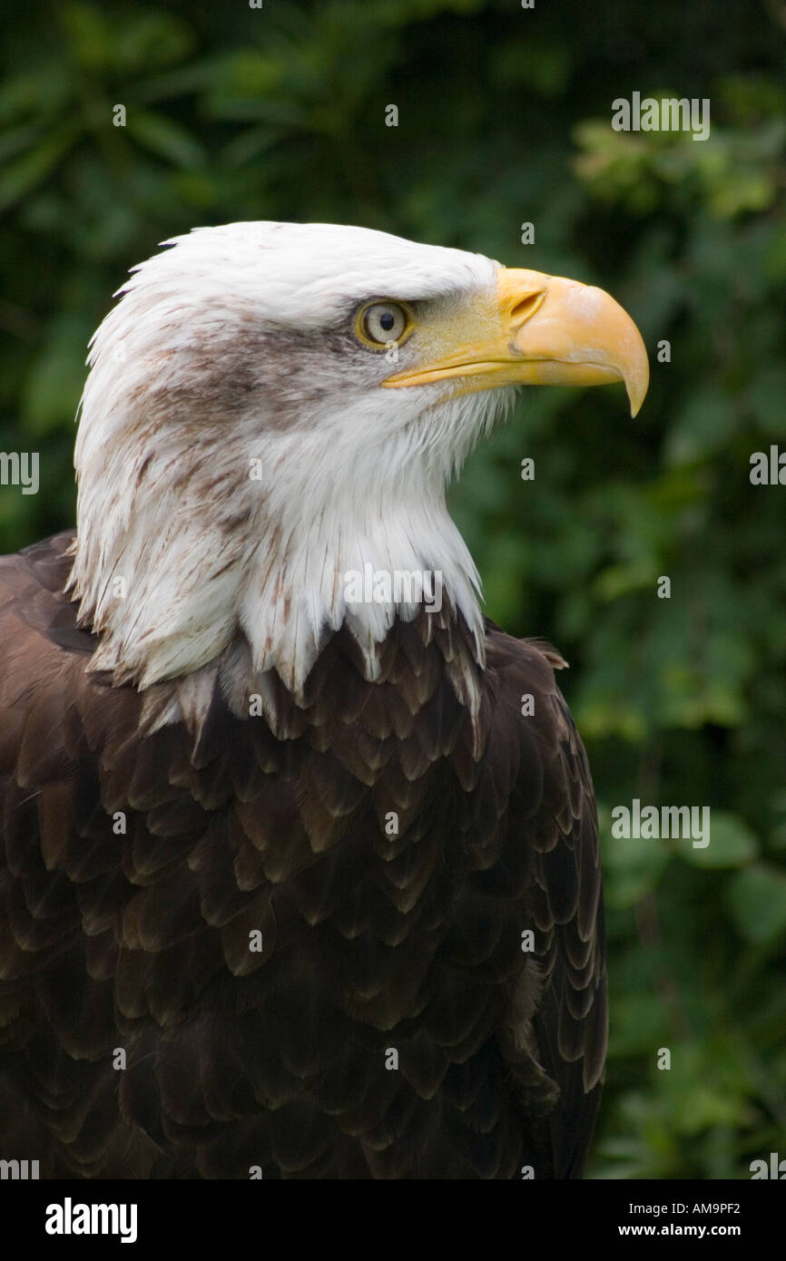 Bald eagle in captivity head hi-res stock photography and images - Alamy
