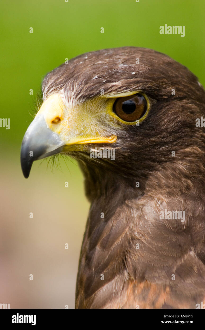 Elegant hawk hi-res stock photography and images - Alamy