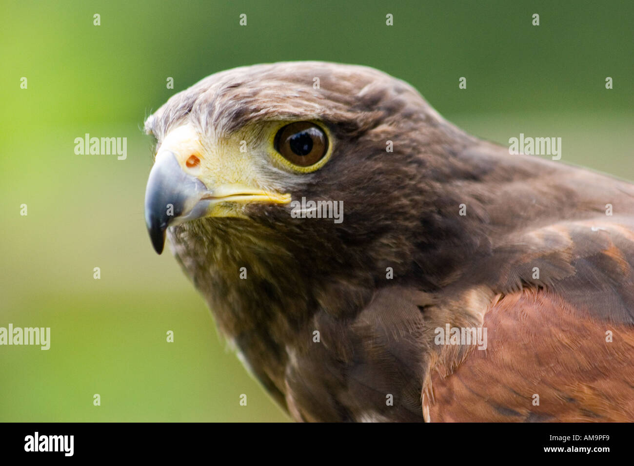 Elegant hawk hi-res stock photography and images - Alamy