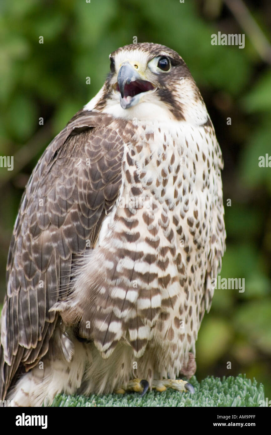 Peregrine falcon cross hi-res stock photography and images - Alamy