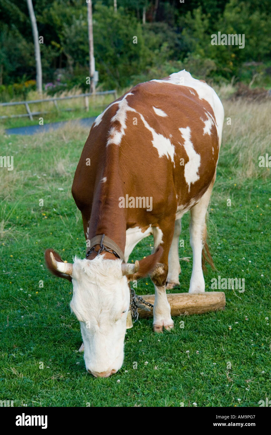 Cow eating grass in natural environment Stock Photo - Alamy