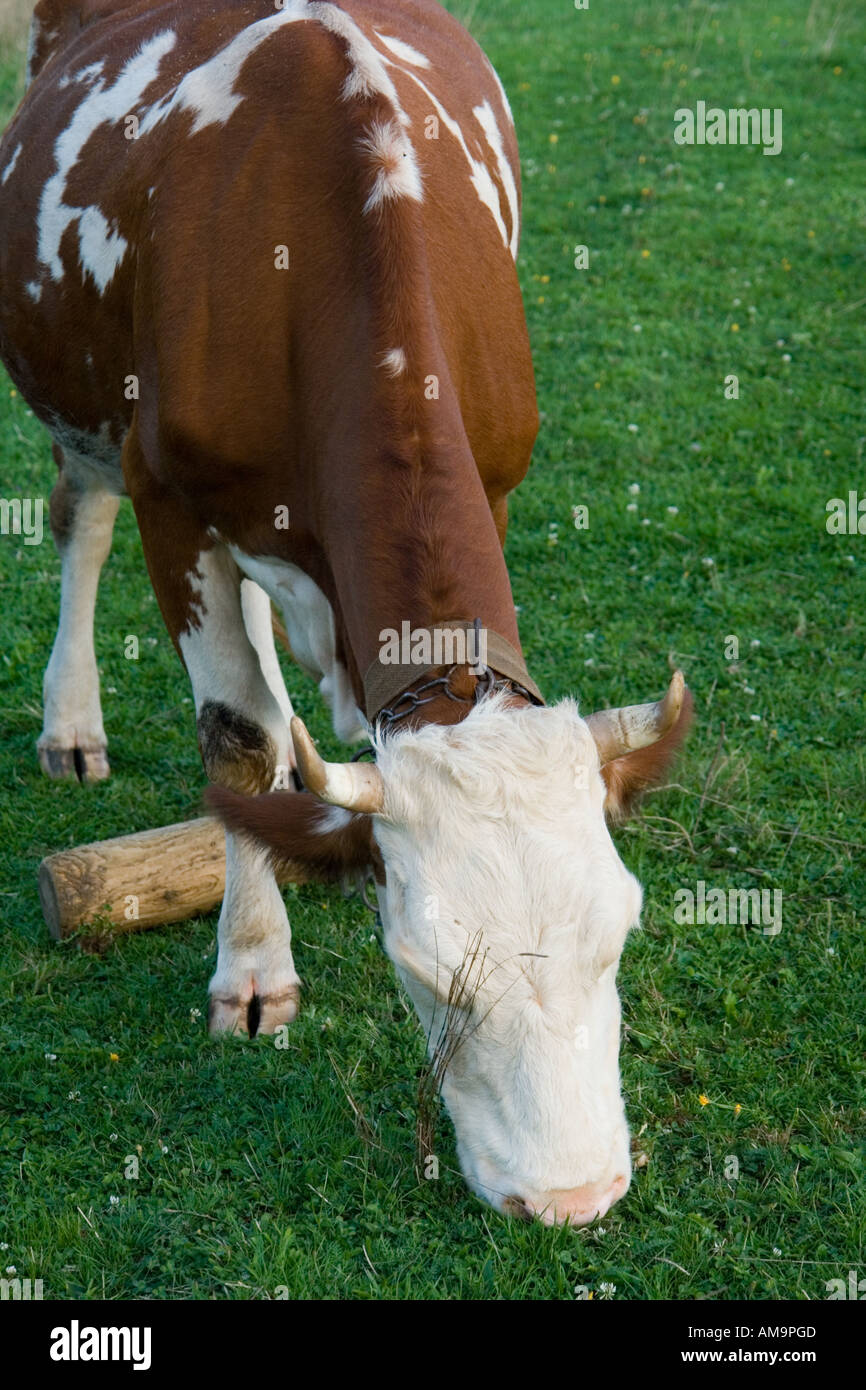 Stock photos of grazing cows hi-res stock photography and images - Alamy