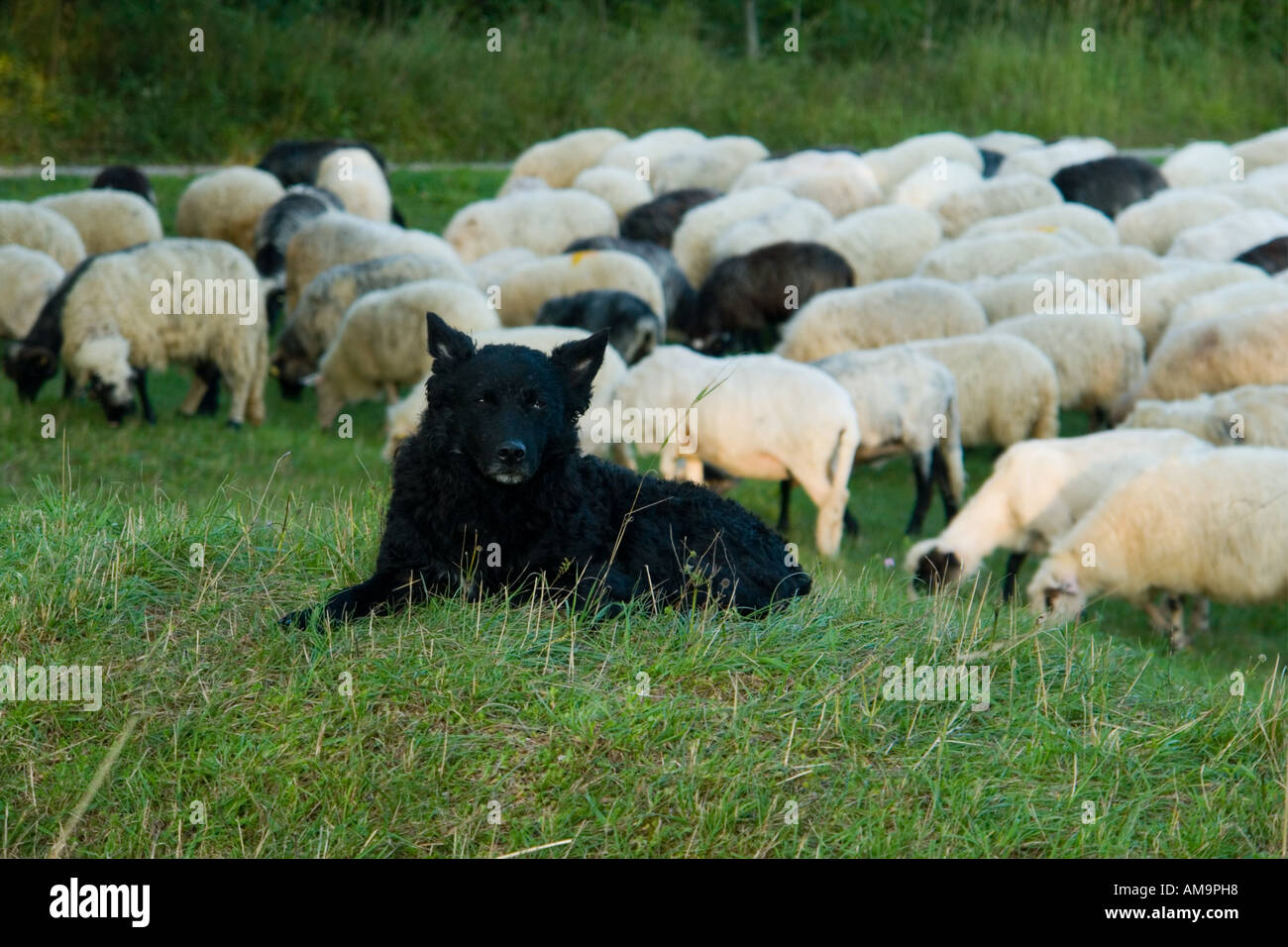 Black Sheep 2006 Dog