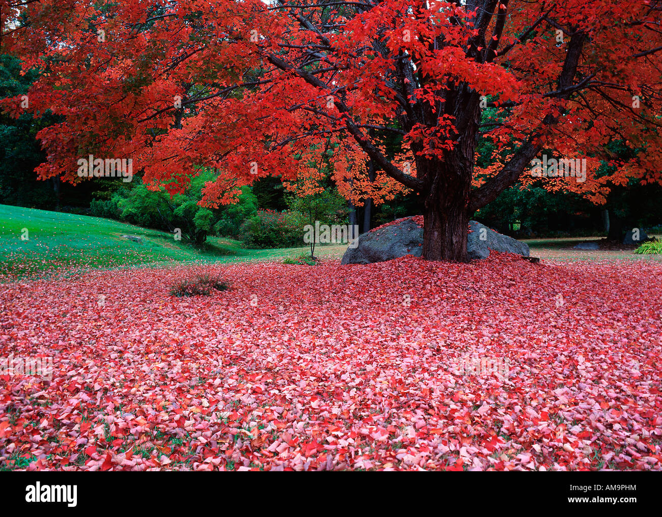 Maple tree in fall Stock Photo - Alamy