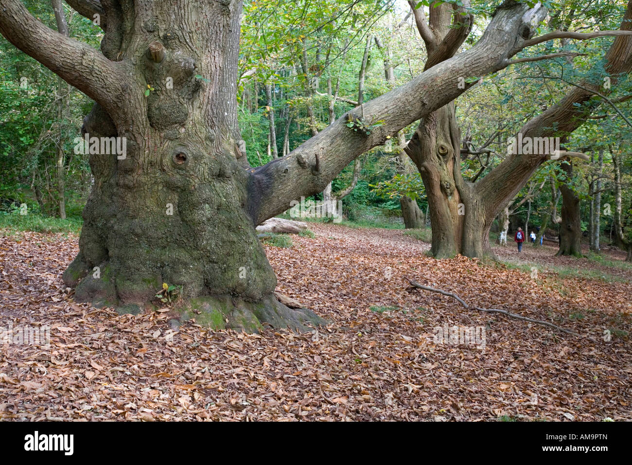 trees at king s wood somerset in autumn Stock Photo - Alamy