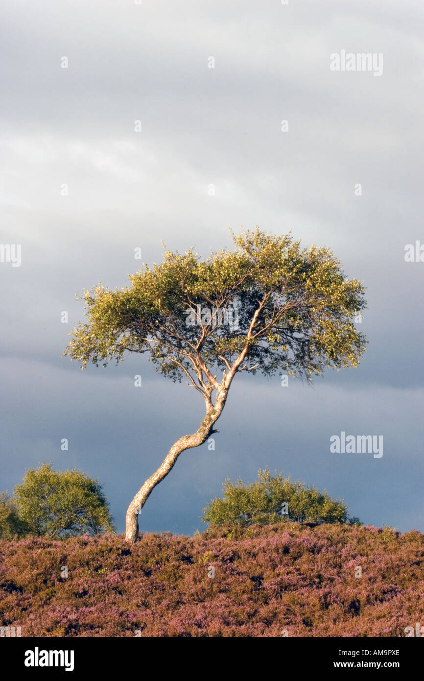 Morrone Birkwood, Landscape of scottish heather moors and Silver Birch ...