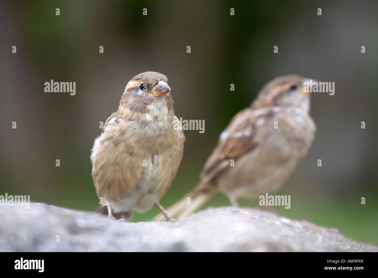 house sparrows Passer domesticus two females Stock Photo - Alamy