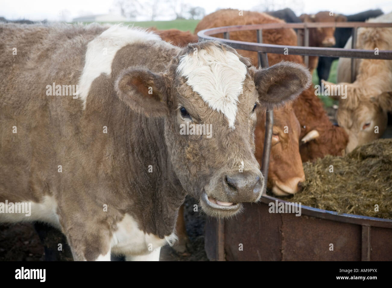 Simmental Cross High Resolution Stock Photography and Images - Alamy