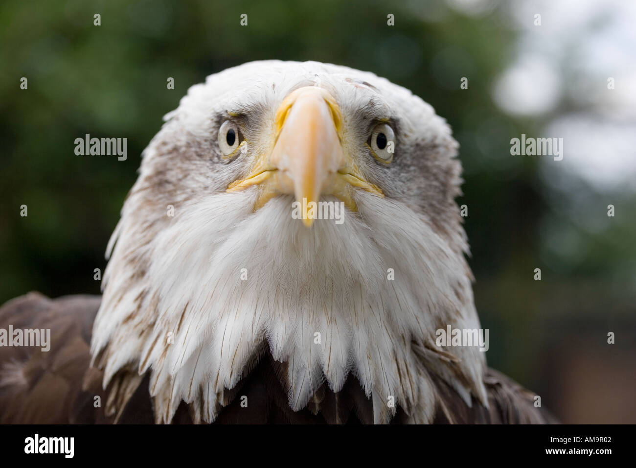 American Bald Eagle Stock Photo - Alamy