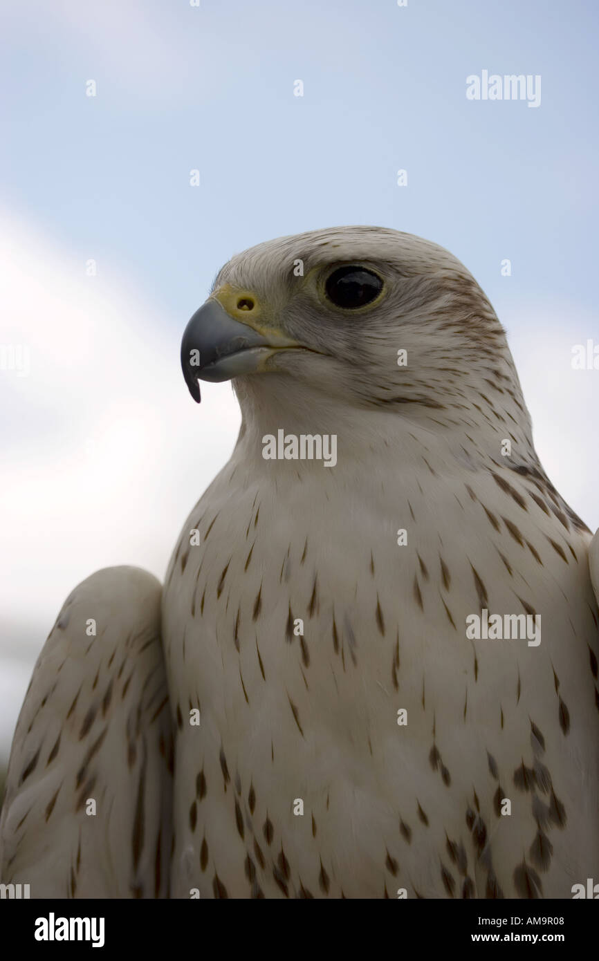 Sakar hi-res stock photography and images - Alamy