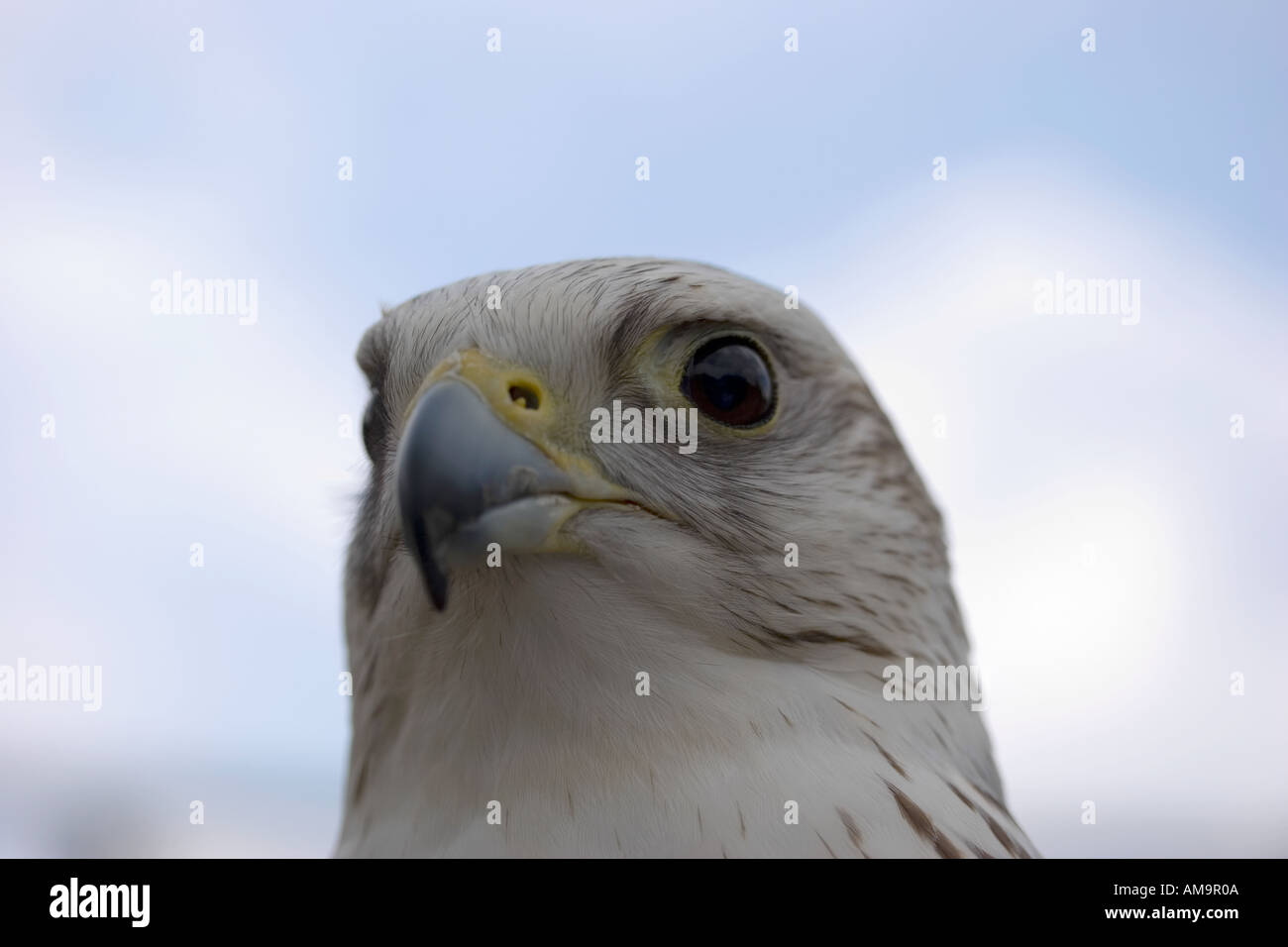 Sakar hi-res stock photography and images - Alamy