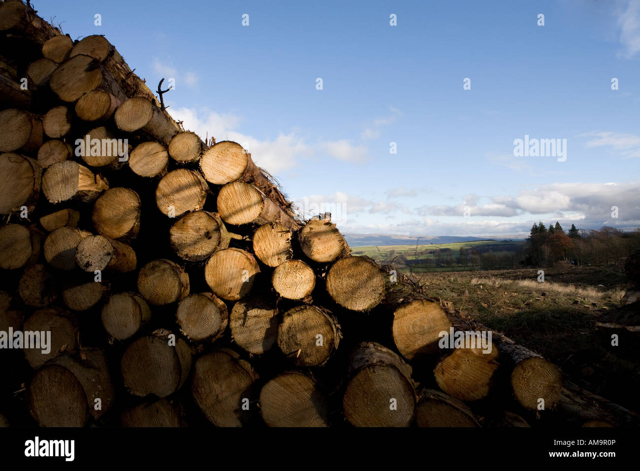 Stack of newly cut trees in open field Cumbria Stock Photo - Alamy
