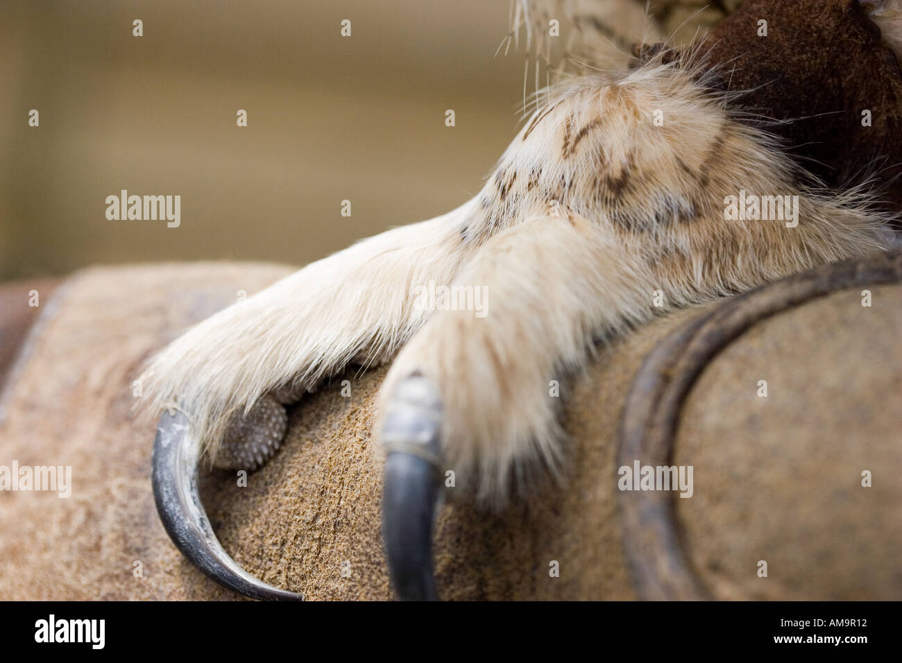 Bengalese Eagle Owl Claw Stock Photo - Alamy