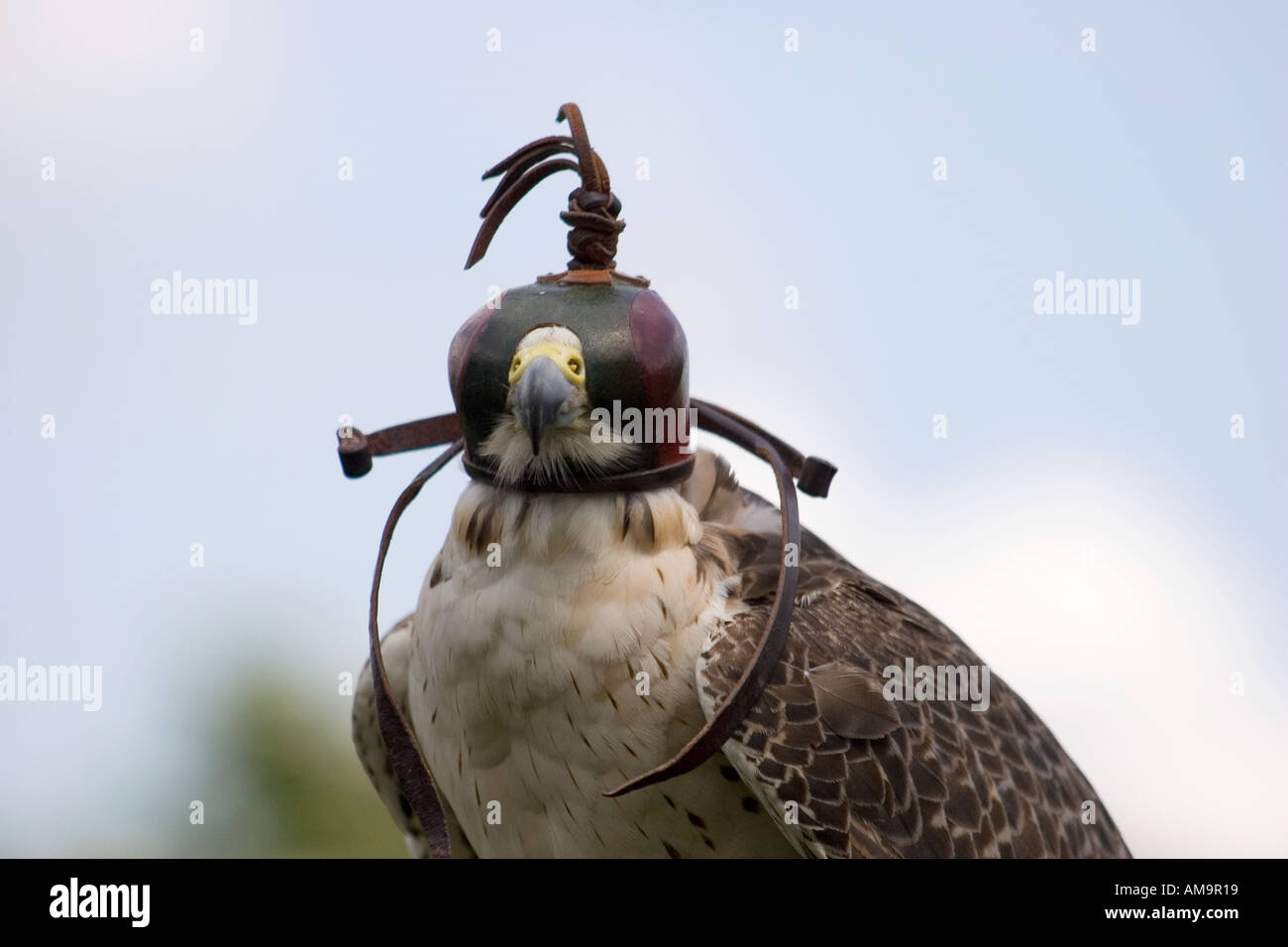 Peregrine Lanar Falcon cross wearing dutch hood Stock Photo - Alamy