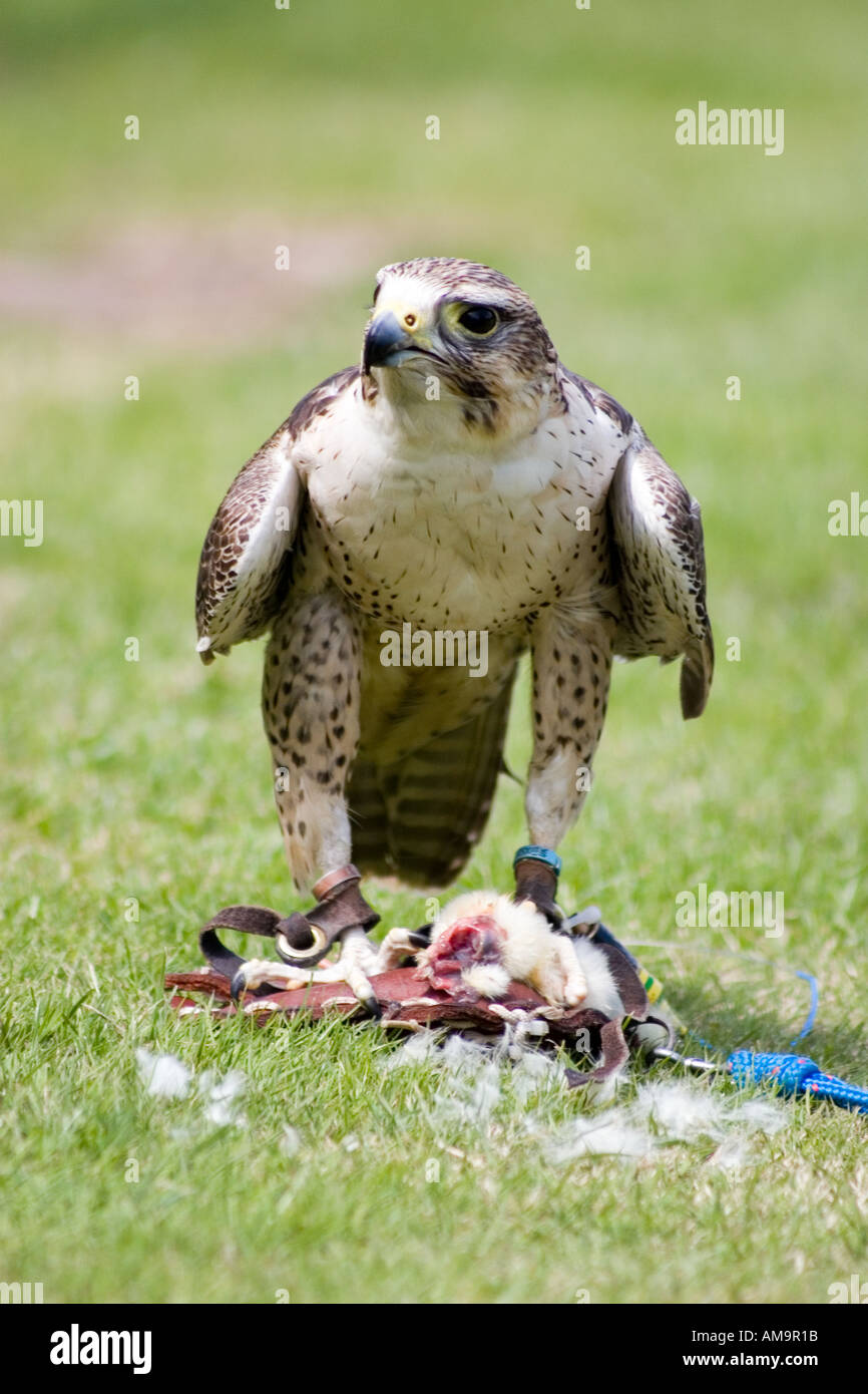 Peregrine Lanar Falcon cross Stock Photo - Alamy
