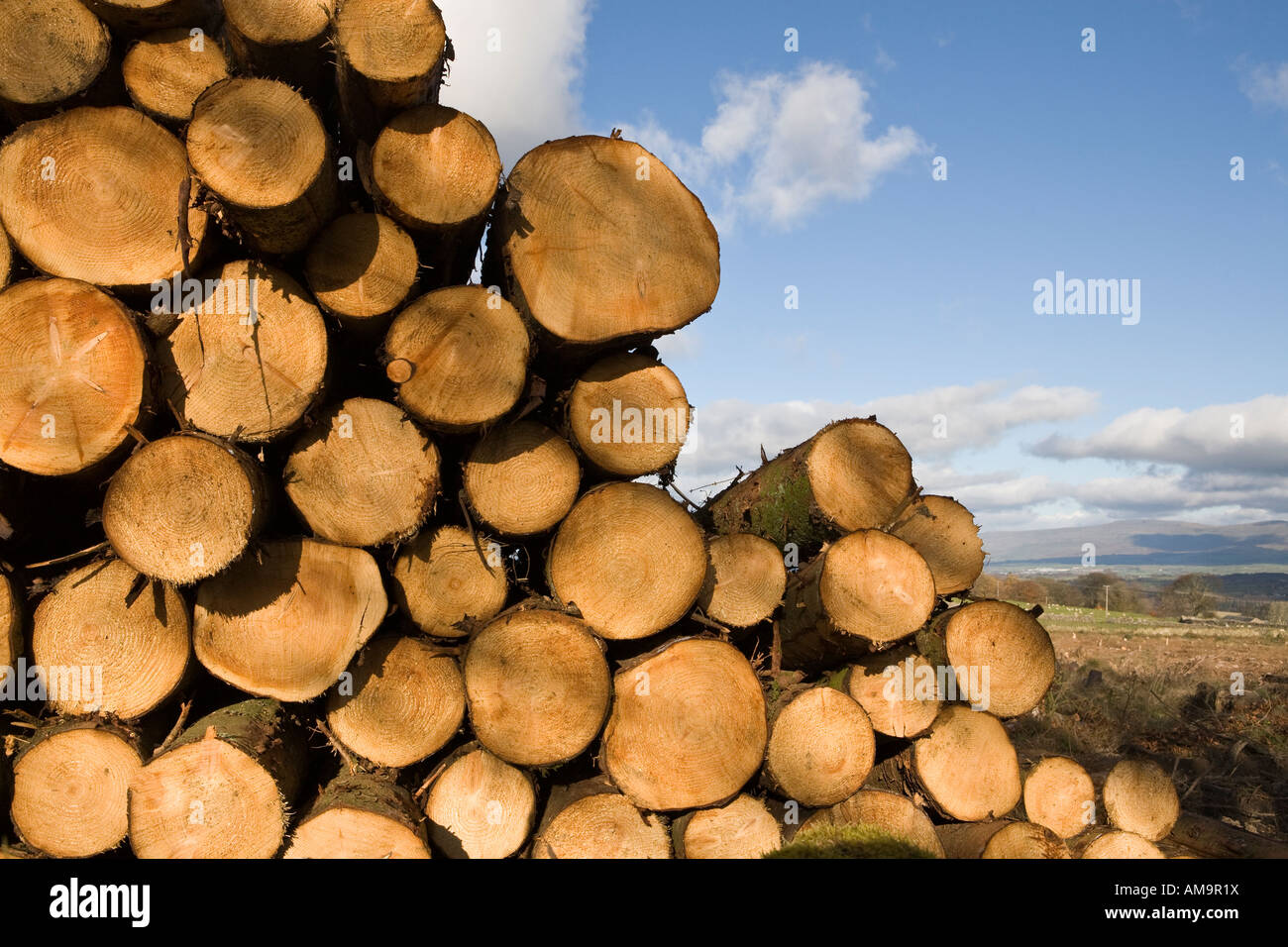 Stack of newly cut trees in open field Cumbria Stock Photo - Alamy