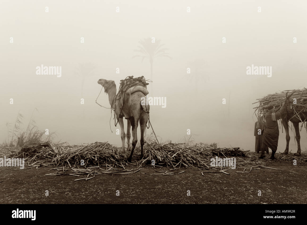 Mist rising from canal with camel and sugar cane crop in foreground ...