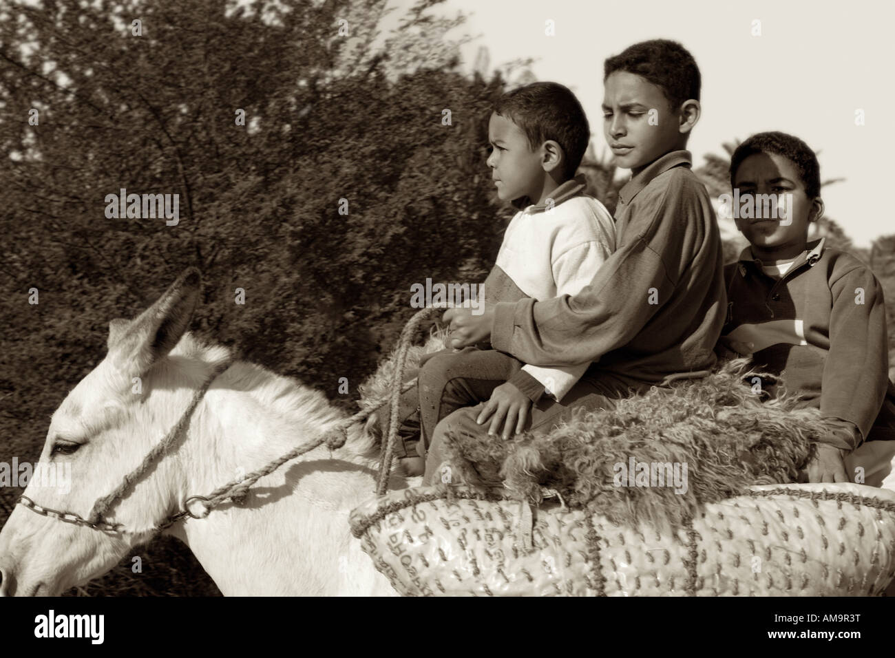 Three boys riding on donkey with supplies in baskets, Middle Egypt ...