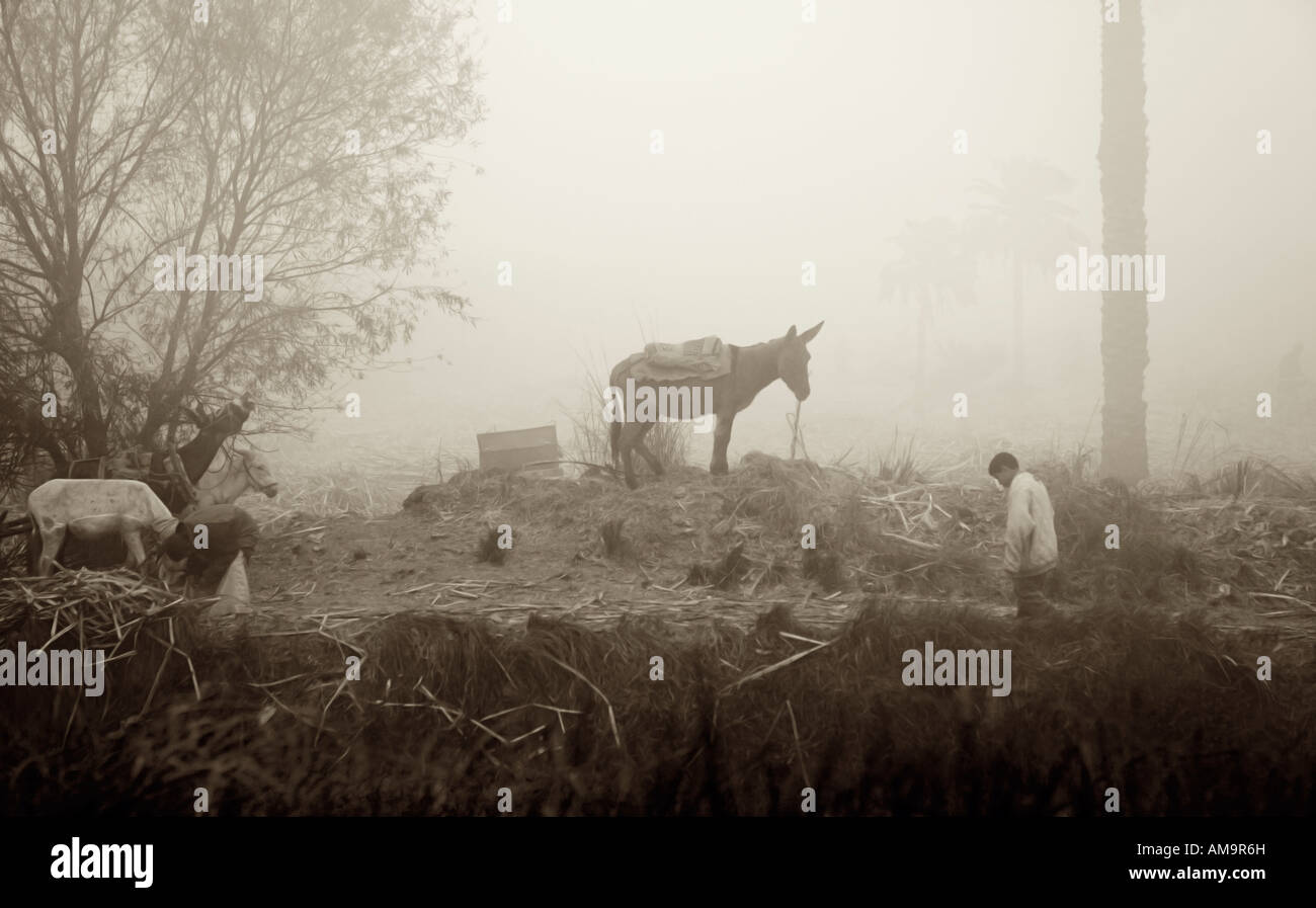Mist rising from canal over farming scene with donkey and farmer ...