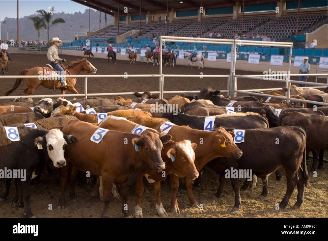 Team penning hi-res stock photography and images - Alamy