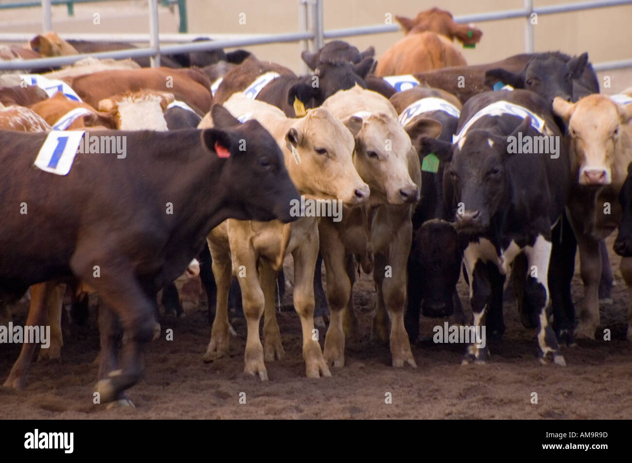 Team penning hi-res stock photography and images - Alamy