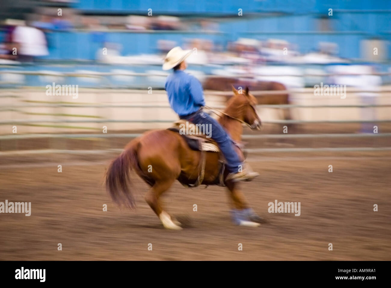 Western horsemanship Hore and rider in western attire in action in ...