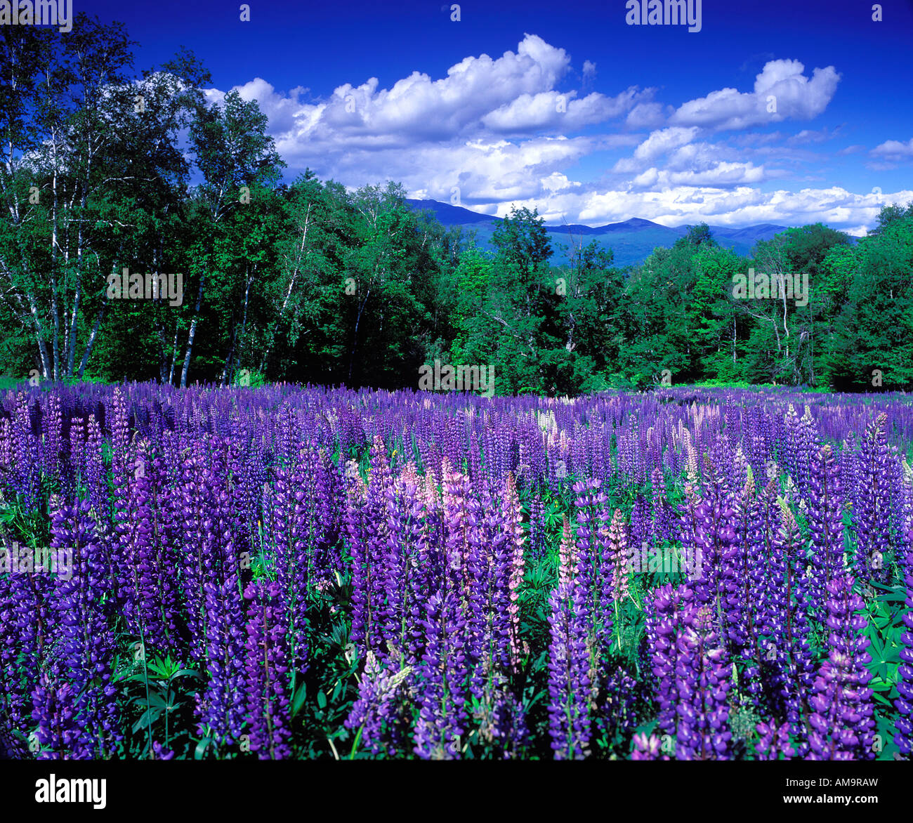 Lupines field New Hampshire Stock Photo - Alamy