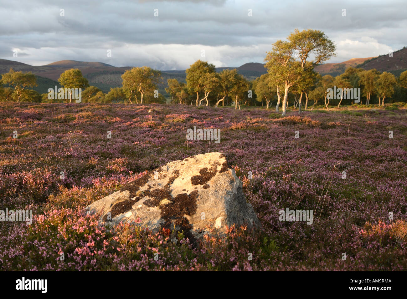 Morrone Birkwood Scottish heather moors and Silver Birch trees Mar ...
