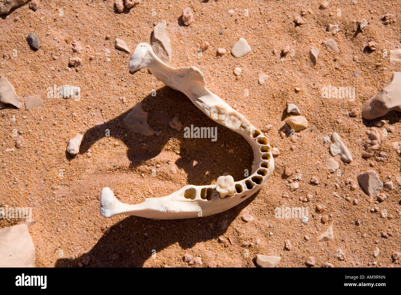 Human jaw bone and teeth on ground surface at the ancient cemetery of ...