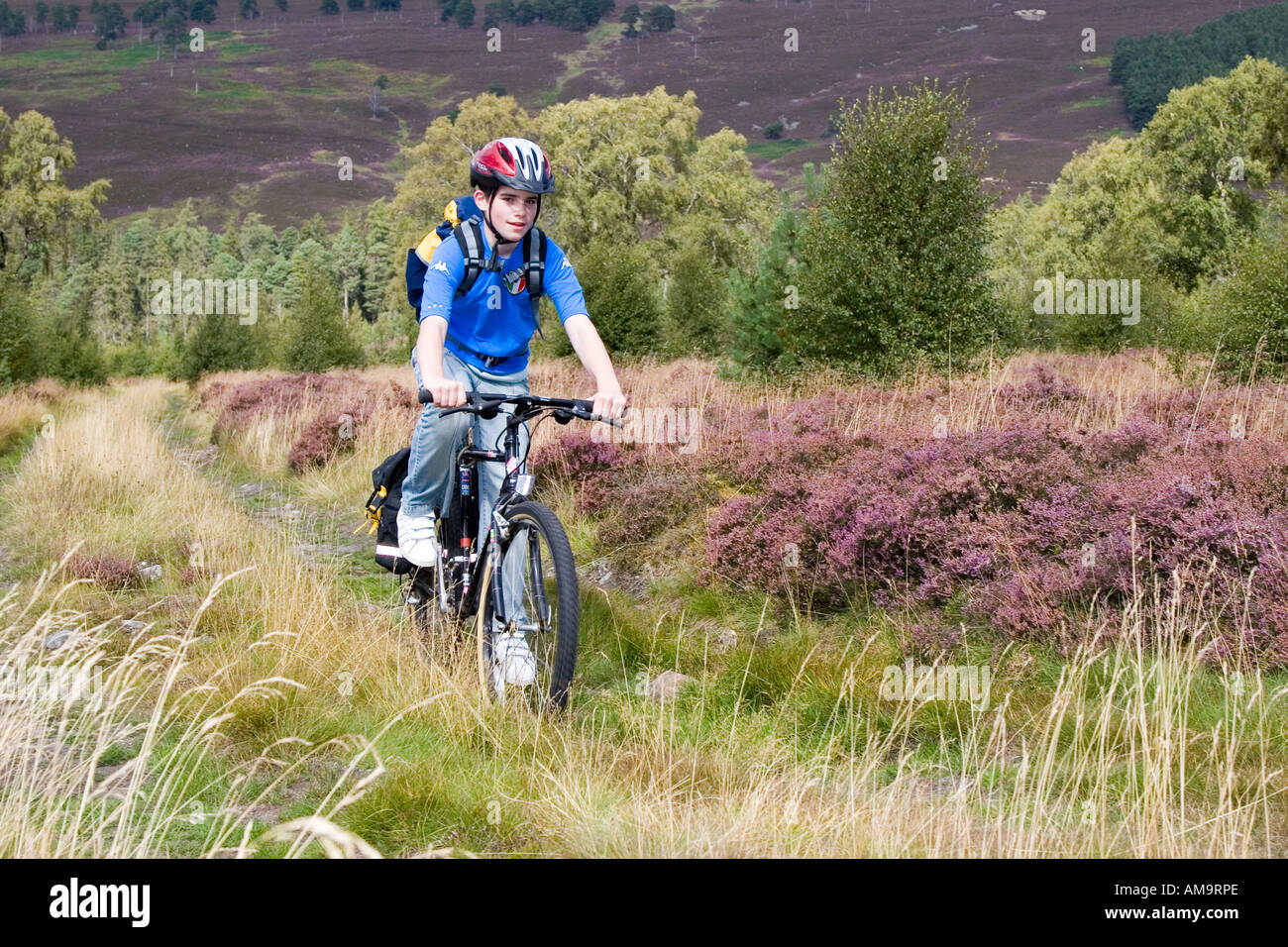 Teenage boy cyclist riding a mountain bike through purple heather ...