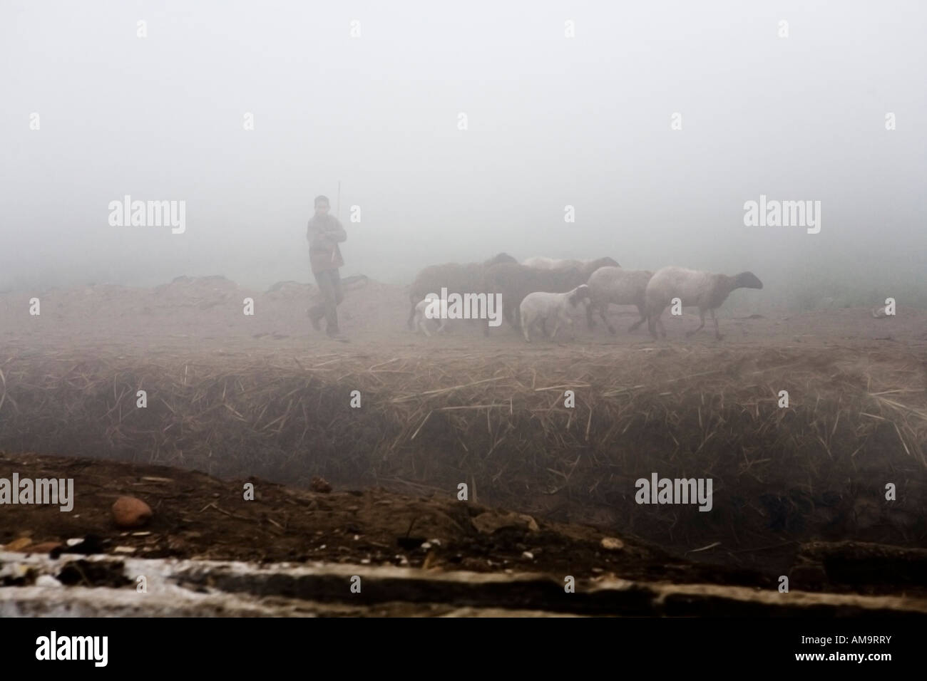 Shepherd boy and his sheep hi-res stock photography and images - Alamy