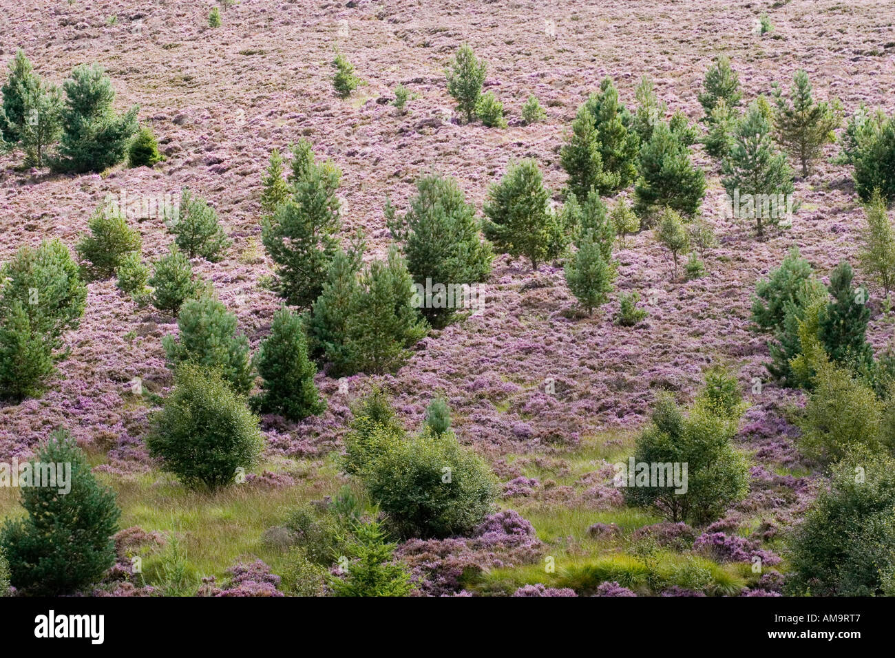 Heather plantations hi-res stock photography and images - Alamy
