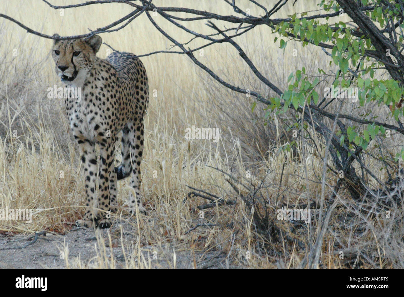 Conservation project africa wildlife hi-res stock photography and ...
