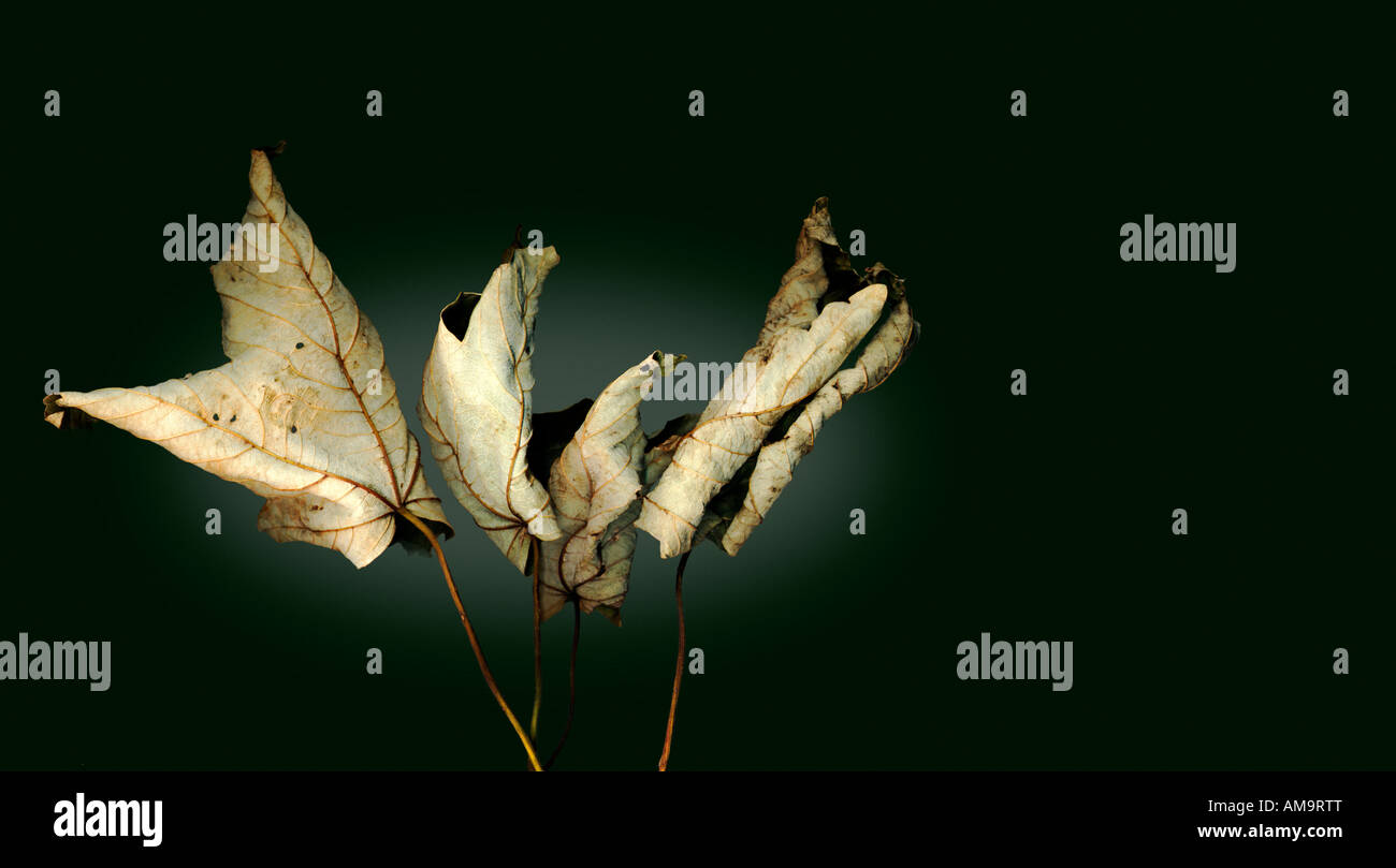 Curled autumn leaves against black background Stock Photo - Alamy