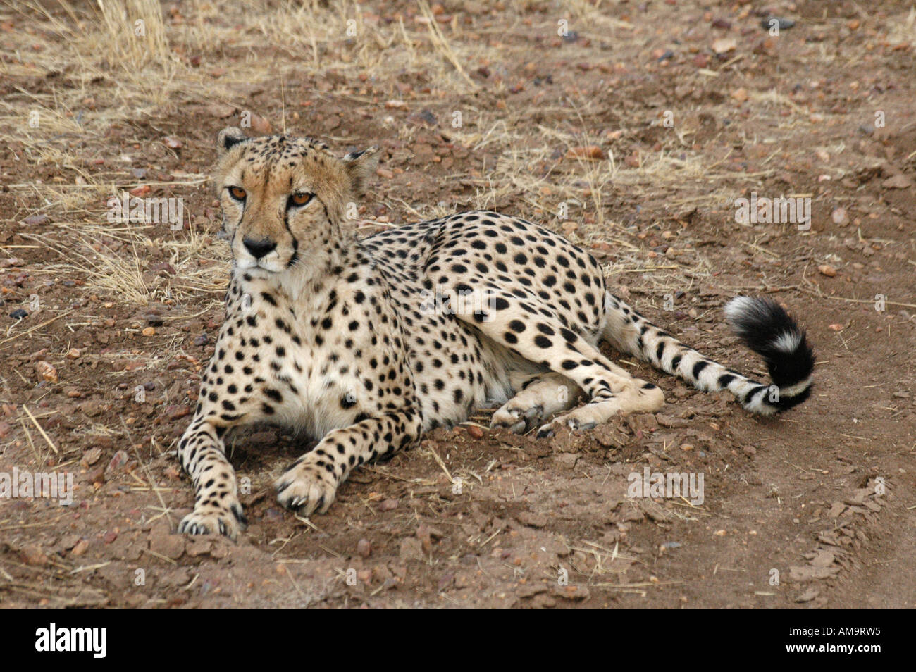 One cheeta hi-res stock photography and images - Alamy