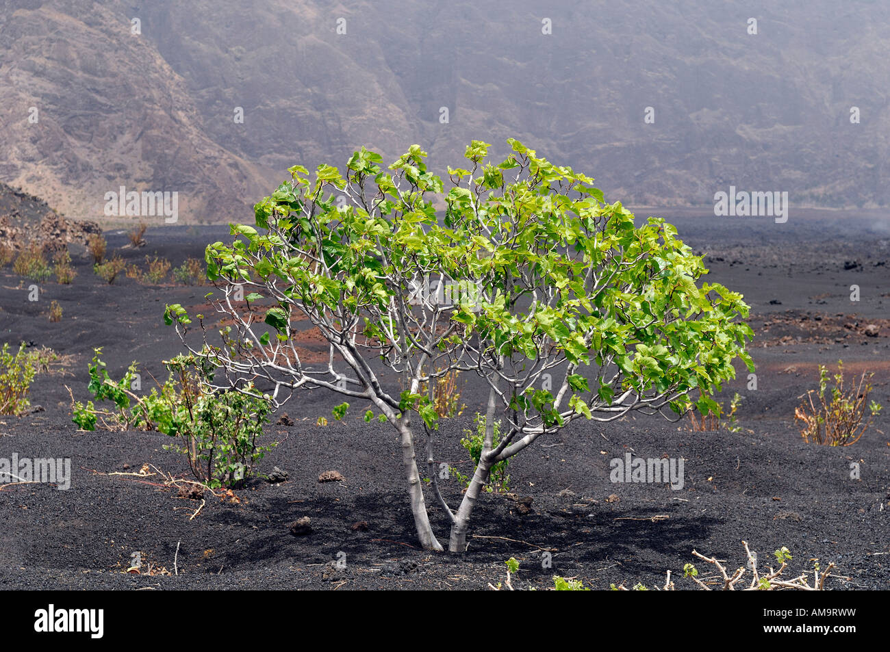 Cape Verde, Fogo Island, fig tree in Fogo Volcano caldera Stock Photo ...