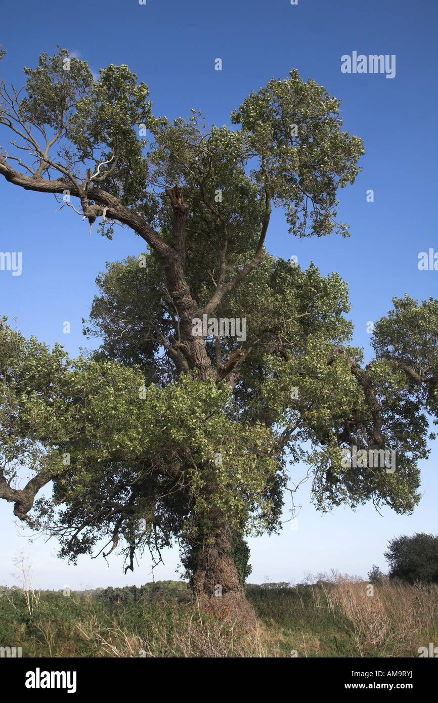 Native English Black Poplar tree Populus nigra, Butley, Suffolk ...