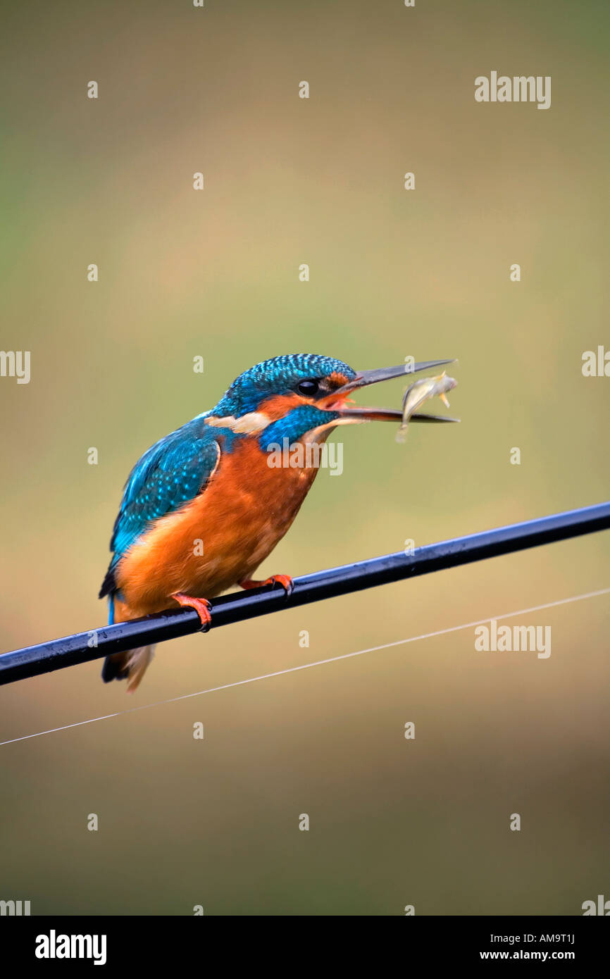 kingfisher Alcedo atthis turning a fish perched ona fishing rod ...