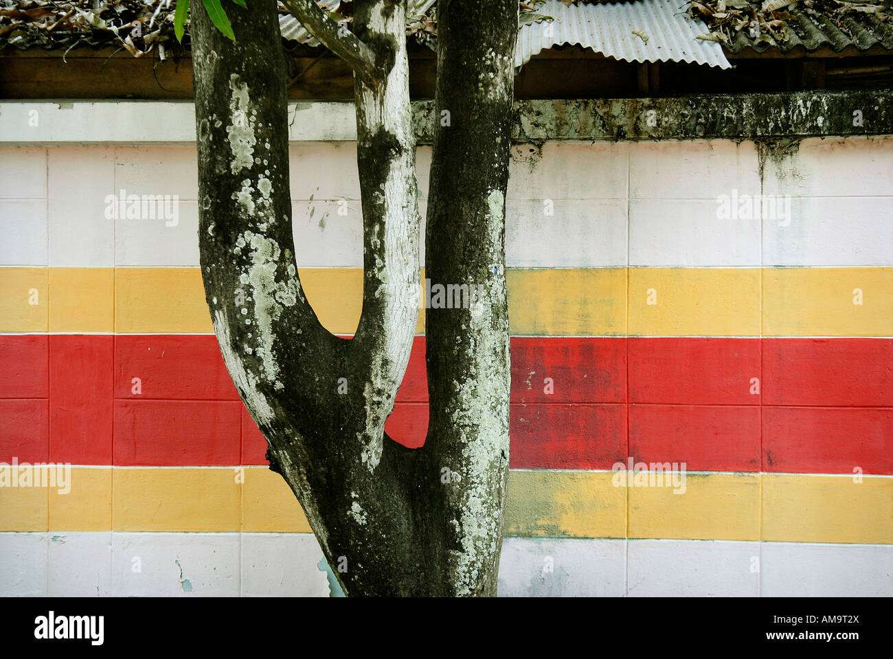 tree against a wall, chiang mai, thailand Stock Photo - Alamy