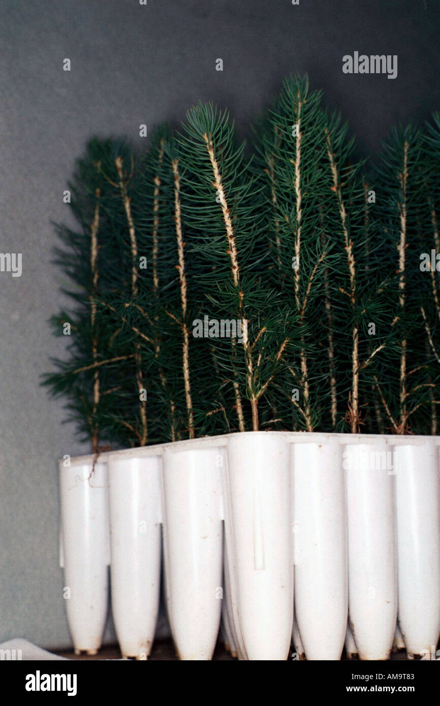 Still Life of Evergreen Tree Pine Tree Saplings Stock Photo - Alamy