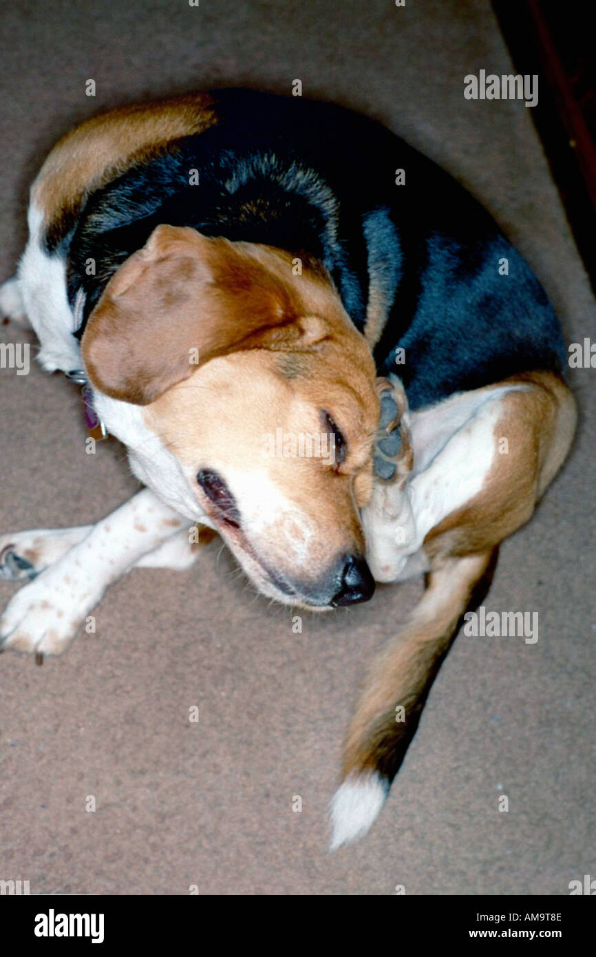 Portrait of a Beagle Lying Down Scratching Itself Stock Photo - Alamy