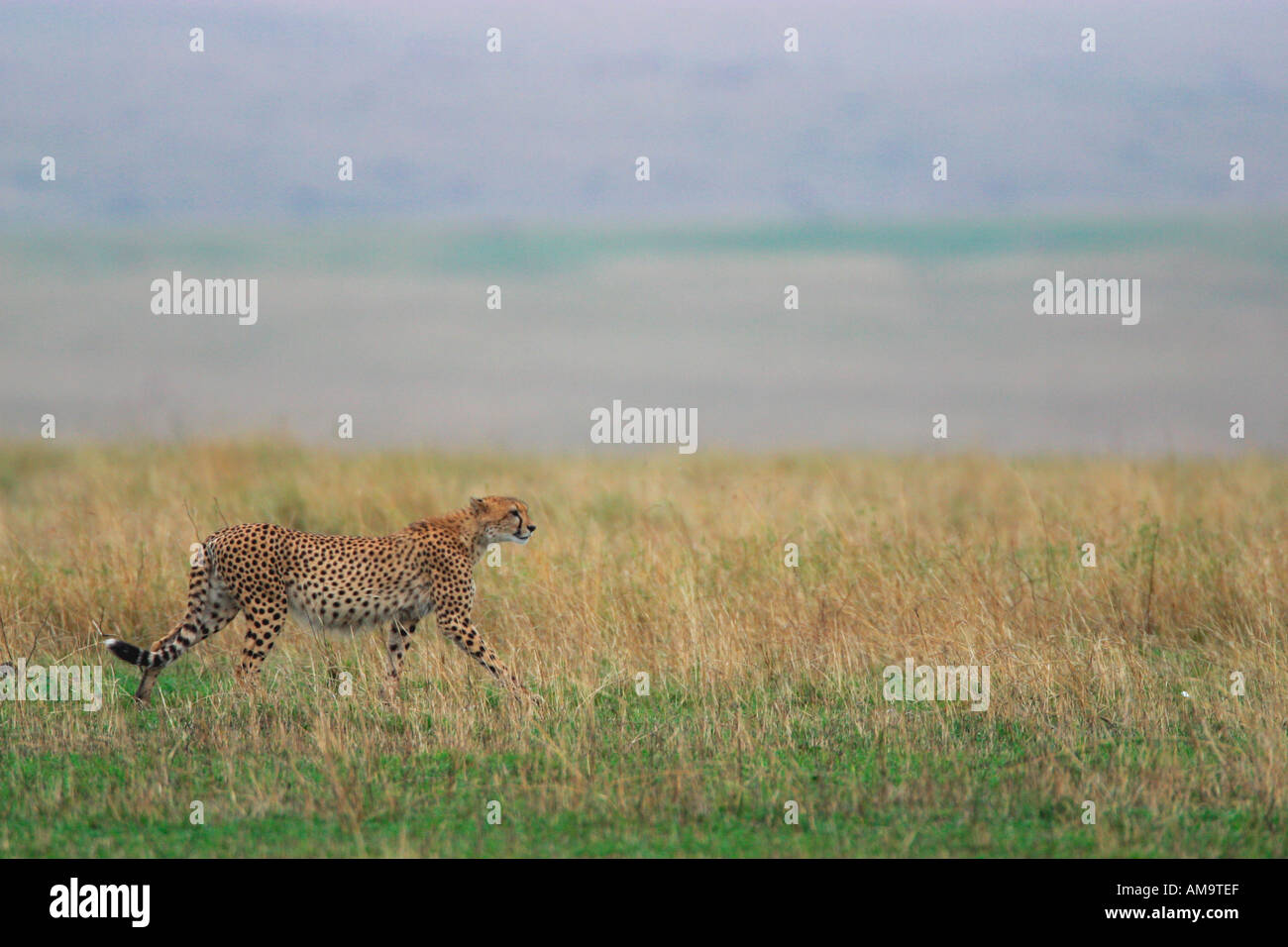 Cheetah and prey hi-res stock photography and images - Alamy