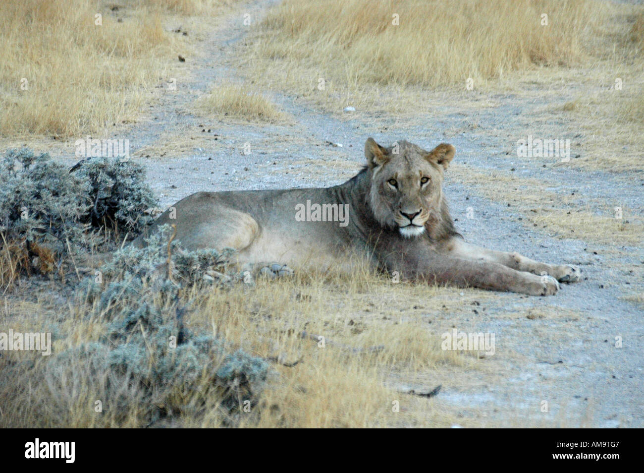 lioness (Panthera Leo), Etosha National Park, Namibia Stock Photo - Alamy