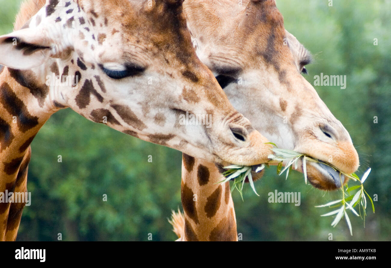 Giraffe eating food zoo hi-res stock photography and images - Alamy