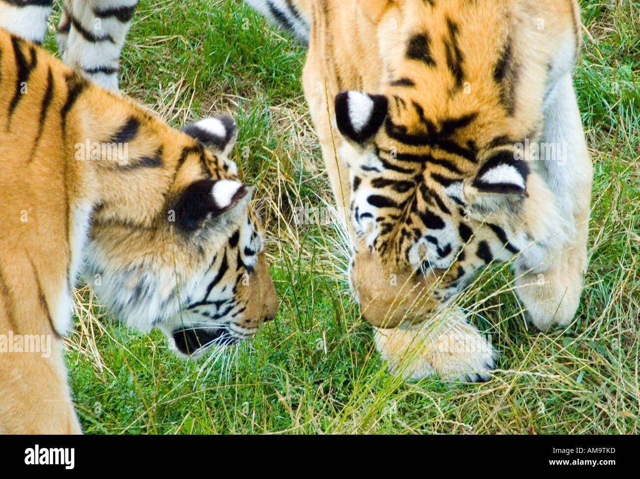 2 tigers fighting hi-res stock photography and images - Alamy