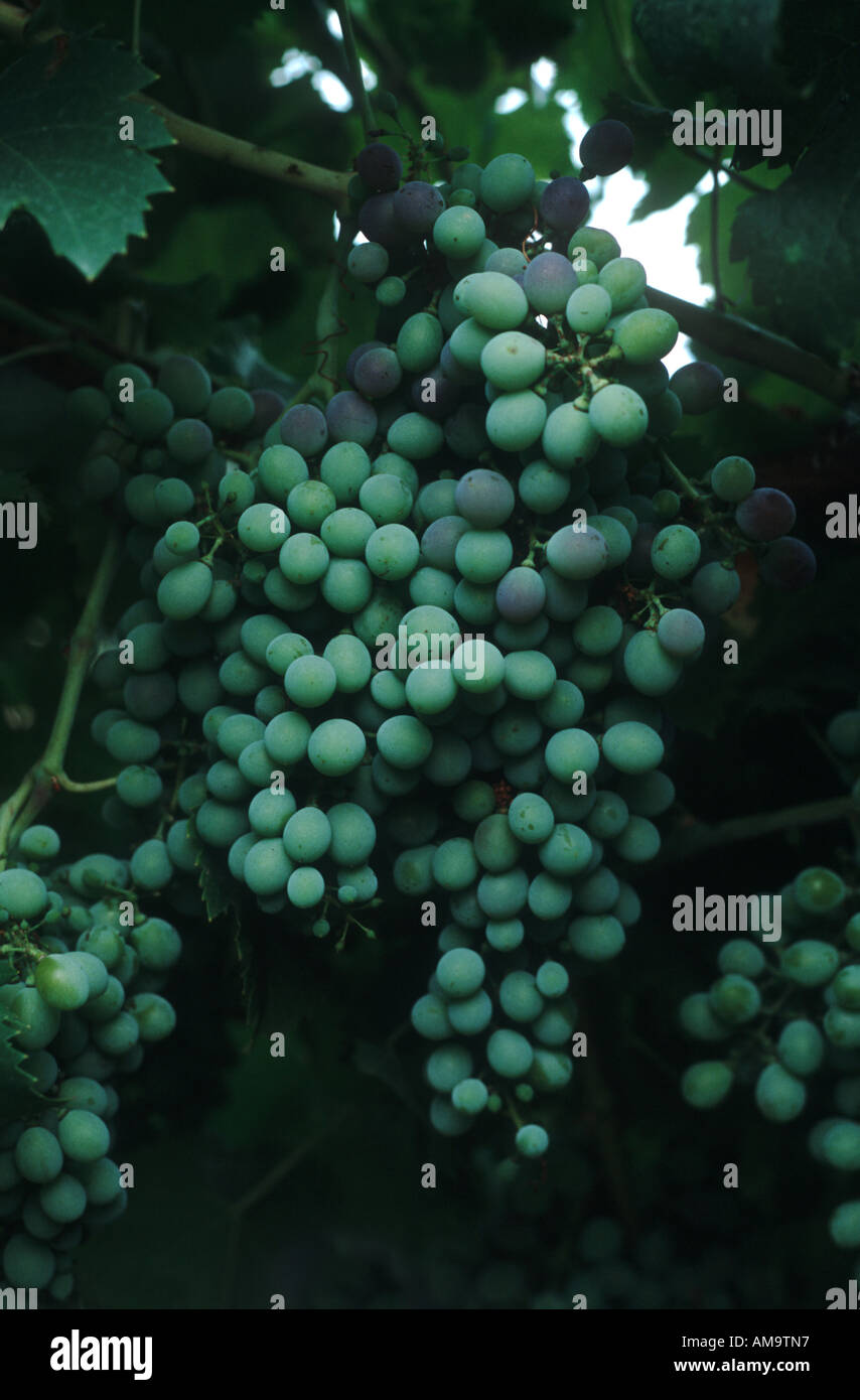 Rubi barcelona spain hi-res stock photography and images - Alamy