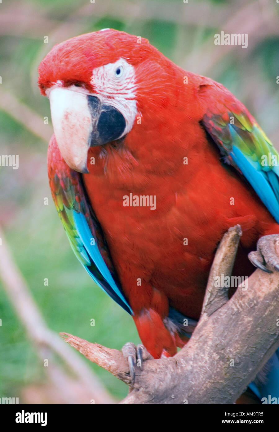 Colour parrot hi-res stock photography and images - Alamy