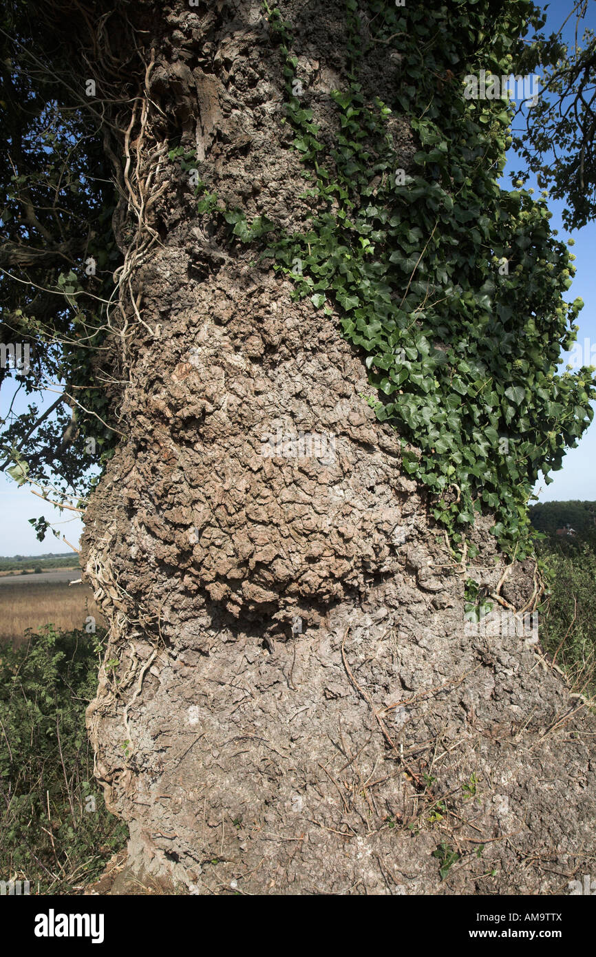 Native english black poplar tree populus nigra hi-res stock photography ...