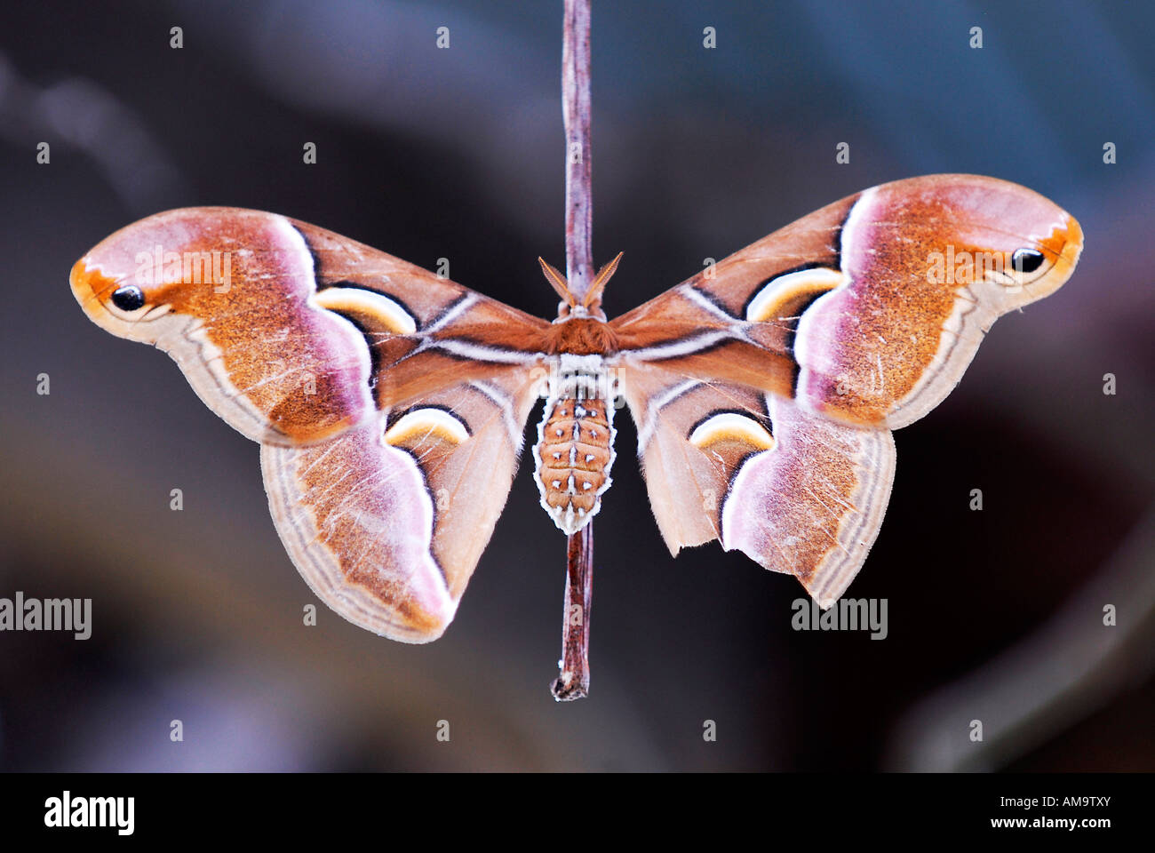 Atlas moth butterfly hi-res stock photography and images - Alamy