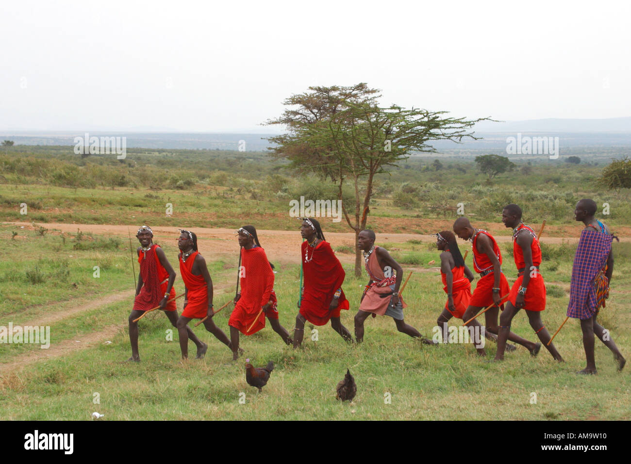 Maasai warriors perform welcome dance tribal village Masai Mara Kenya ...
